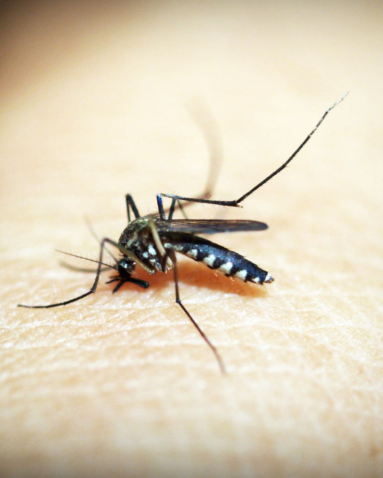 Doctor trusted Ayurvedic dengue medicine for platelet boost | PLT NORM
